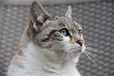 SpringBoot之Tomcat初始化过程的源码分析 WrayのBlog