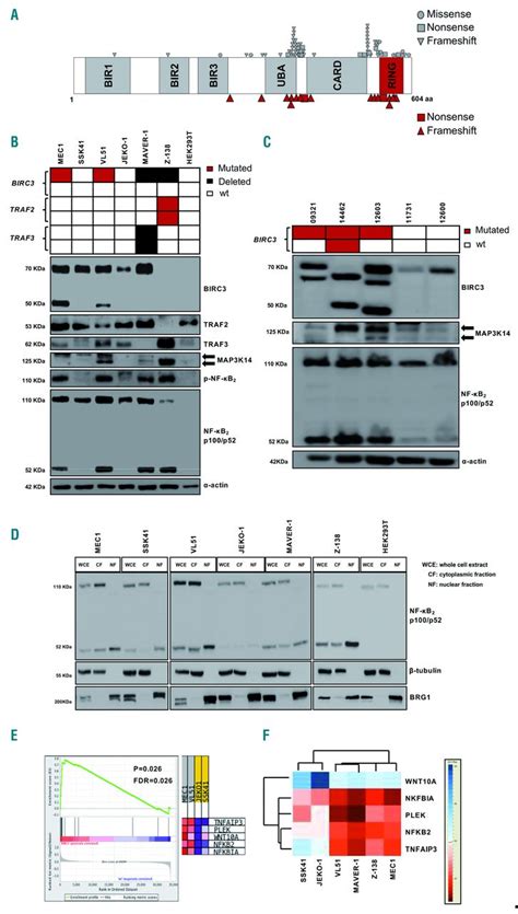 Biological And Clinical Implications Of Birc3 Mutations In Chronic Lymphocytic Leukemia