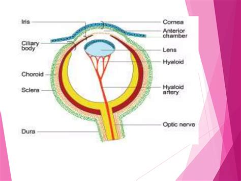 Embryology Of The Human Eye Pptx