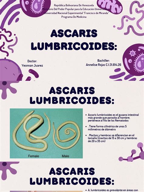 Ascaris Lumbricoides Pdf Medicina Clinica Enfermedades Y Trastornos