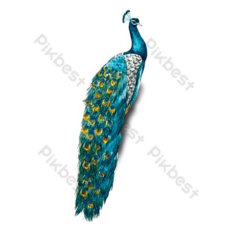 Colorful Color Peacok Png Images Png Free Download Pikbest
