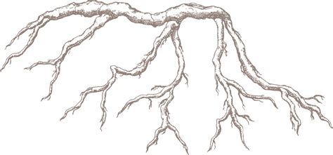 Roots Beef Roots Regenerative