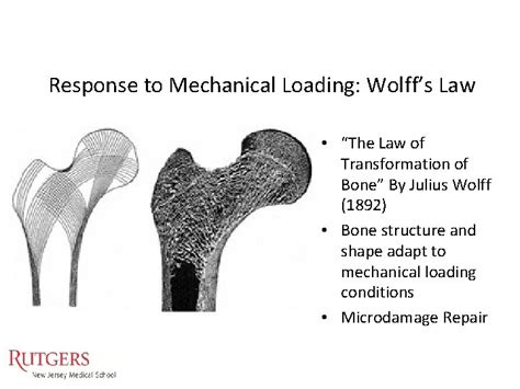 Lecture 49 Bone Physiology Resorption And Formation Pat