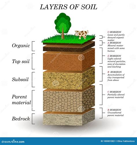 Layers Of Soil Education Diagram Mineral Particles Sand Humus And