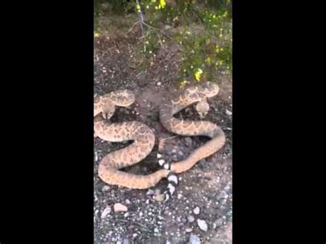 Rattlesnakes Mating II YouTube