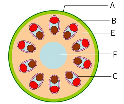 Parts Of A Dicotyledonous Stem