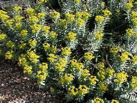 Plantfiles Pictures Euphorbia Species Silver Spurge Gopher Plant
