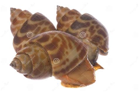 Live Edible Shellfish Isolated Stock Image Image Of Shell Close 8883401