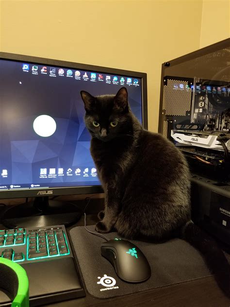 I Can T Touch My Mouse Without Being Clawed R Pcmasterrace