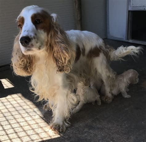 Gallery Cockapoo Italia