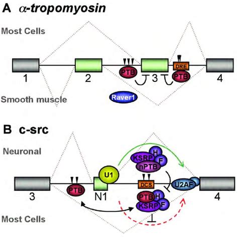 Pdf Hnrnp Proteins And Splicing Control