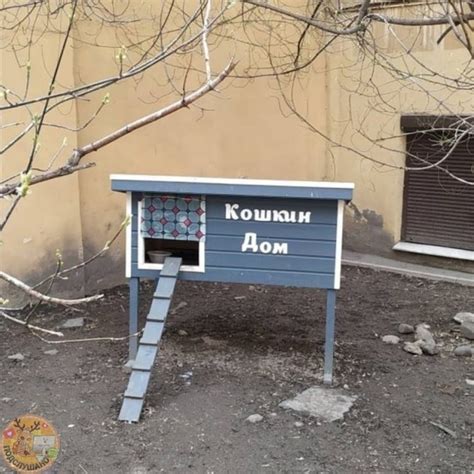 Петербуржцы сделали небольшой кошкин дом Подслушано Парнас