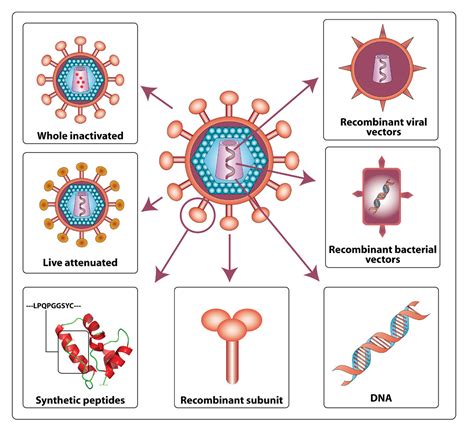 Genetically Engineered Hiv Vaccine Moves To Phase I Human Trial In