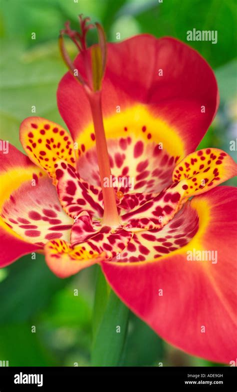 Exotic Flowers Tigridia Iridaceae Tiger Flower Iris Like Summer Flowering Bulbs Short Lived