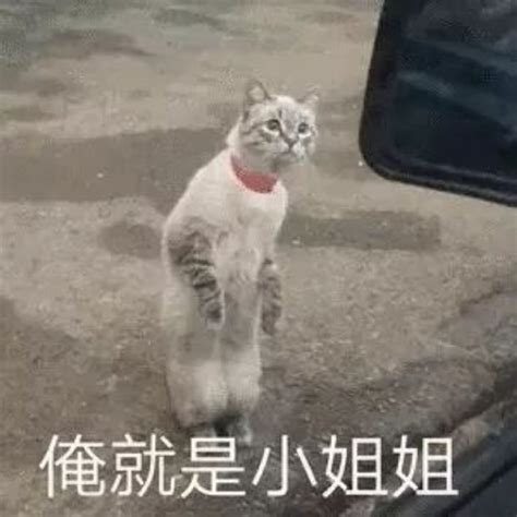 【沙雕高糊猫猫表情包】 礼貌拿图 爱你 工作今天的我我都没有睡饱甘甜的心情突然变得苦涩哽住人生也就这样了看不见我？问号俺就是小姐姐