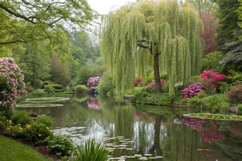 19 Inspiring Weeping Willow Tree Aesthetic Ideas