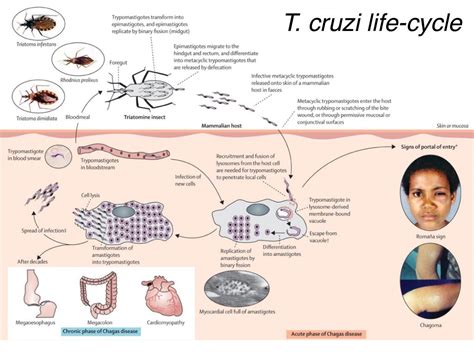 Introduction To Protozoan Parasites