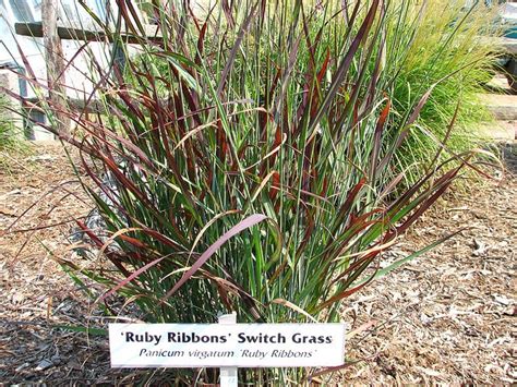 Ruby Ribbons Switch Grass Grass Ornamental Grasses Pool Landscaping Ruby Ribbons Switch Grass Grass Ornamental Grasses Pool Landscaping