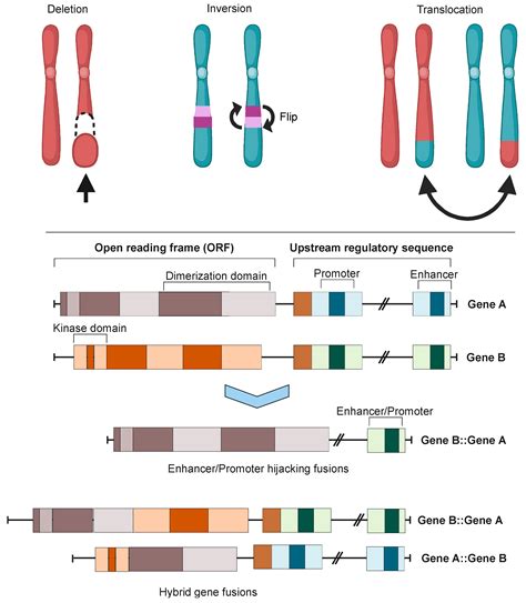 The Impact Of Oncofusions In Cancer Research Encyclopedia Mdpi