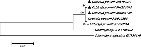 Maximum Likelihood Tree Inferred From Cytochrome Oxidase 1 Co1