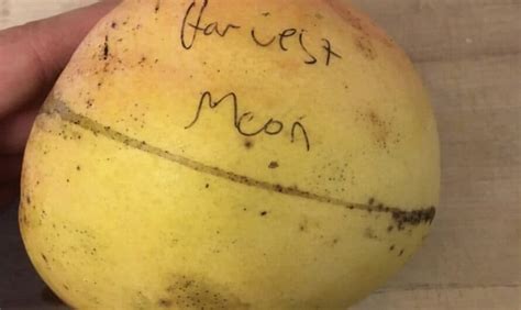 Valencia Pride Mango Grow Guide Tropical Tree Guide