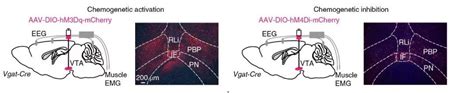 【客户文章】《nature Neuroscience》vta中gaba能和谷氨酸能神经元对觉醒和睡眠的调节机制 知乎