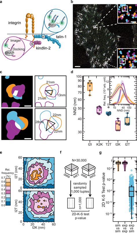 Qsmcl Provides Direct Evidence For A Ternary Complex Formation Of Talin Download Scientific