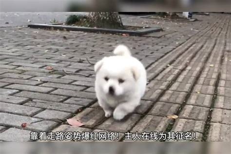 全网最奶凶奶凶的小狗！靠着走路姿势爆红网络！主人在线为其征名小狗姿势主人