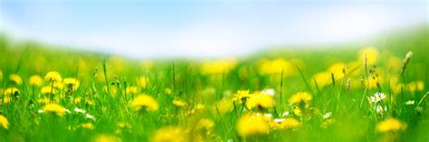 배너 31 푸른 하늘과 태양 광선에 노란색 민들레와 필드 봄 배경 소프트 포커스 0명에 대한 스톡 사진 및 기타 이미지 0명