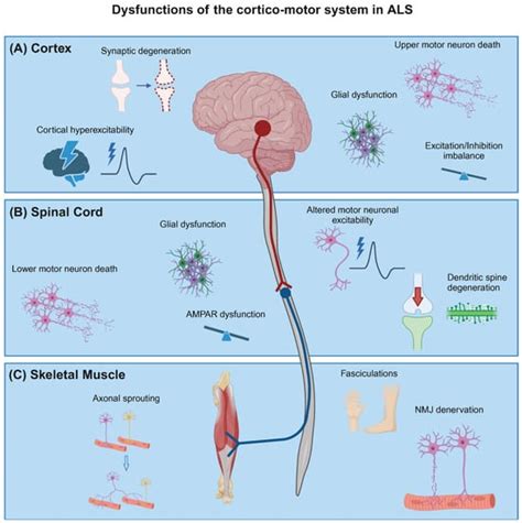 Neuronal Circuit Dysfunction In Amyotrophic Lateral Sclerosis