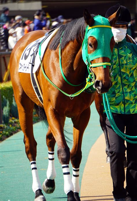 2月12日東京競馬4r4歳以上1勝クラススキャッターシードパドック 公式：黒澤ひかりのキラキラ日記～magic Kiss
