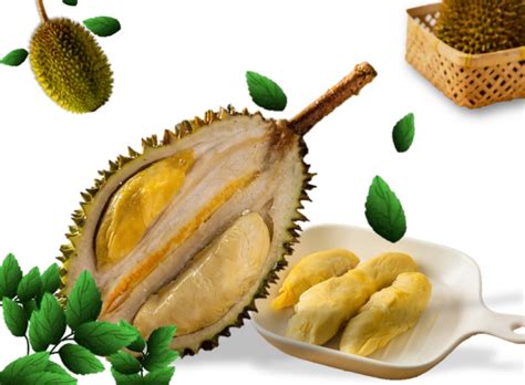 榴莲品种 Harvestropica