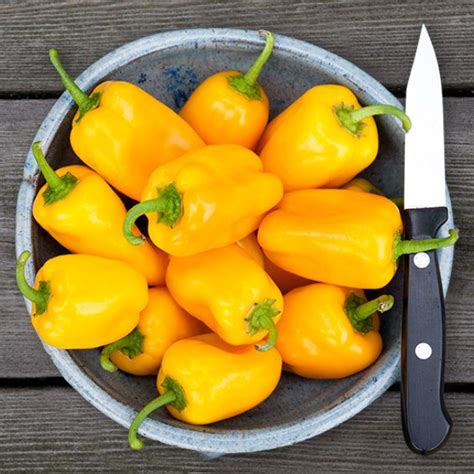 Mini Yellow Homegrown Gardens