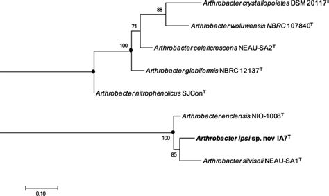 maximum likelihood phylogenetic tree based on concatenated tuf secy