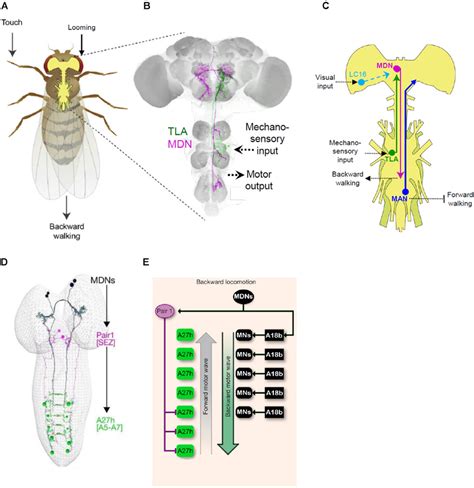 Mapping Behavioral Circuits Using Split Gal4 A Backwards Walking Download Scientific Diagram