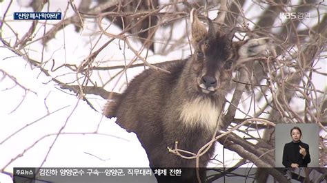 “겨울철 산양 폐사 막아”쉼터부터 먹이주기까지