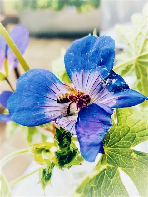 Andrew Kinnison On Linkedin “the Air Is Like A Butterfly With Frail