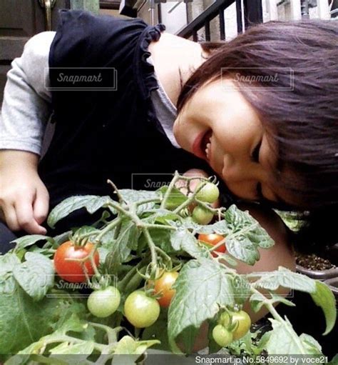 トマトを選ぶ女の子の写真画像素材 5849692 Snapmartスナップマート