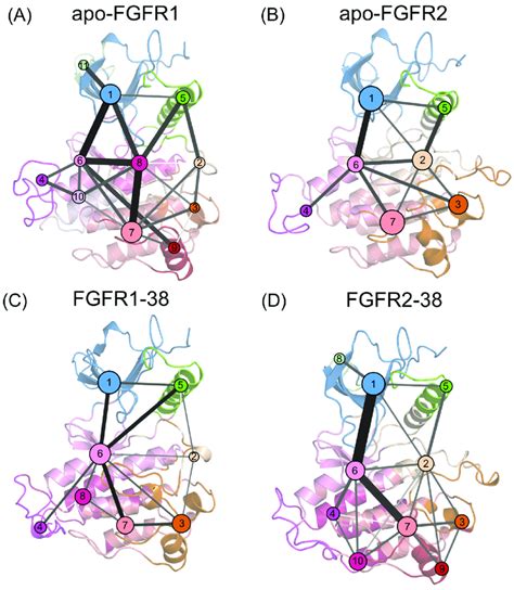 Community Networks Superimposed On The 2d Structure Of The Apo Fgfr1