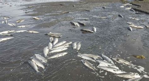 ¿por Qué Se Mueren Los Peces