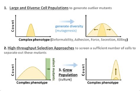 The Evolution Of Cellular Traits Requires Three Key Processes 1 A Download Scientific