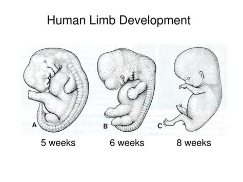 Ppt Limb Development Powerpoint Presentation Free Download Id2148289