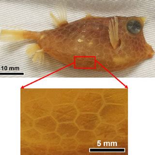 Pdf Bioinspired Composite Segmented Armour Numerical Simulations