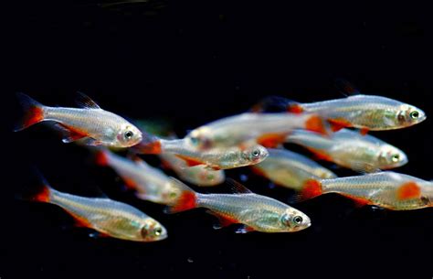 10 Poissons Daquarium Deau Froide Sans Chauffage Annie Roi