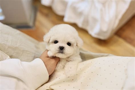 수입혈통 미니비숑 라임 강아지분양 썸퍼피