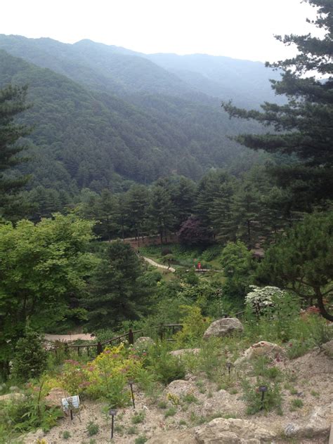 Karori To Korea