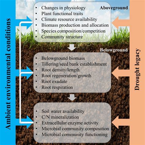 Soil Structure Effects On Plant Growth At Evelyn Bromley Blog