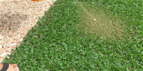 Como aplicar fertilizantes foliares e quais são os principais riscos em sua aplicação