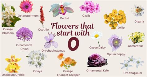 Flowers That Start With A