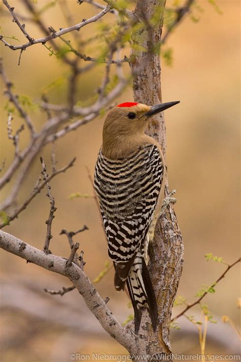Gila Woodpecker Photos By Ron Niebrugge